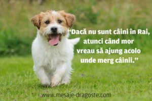 Mesaje de dragoste "Te iubesc"